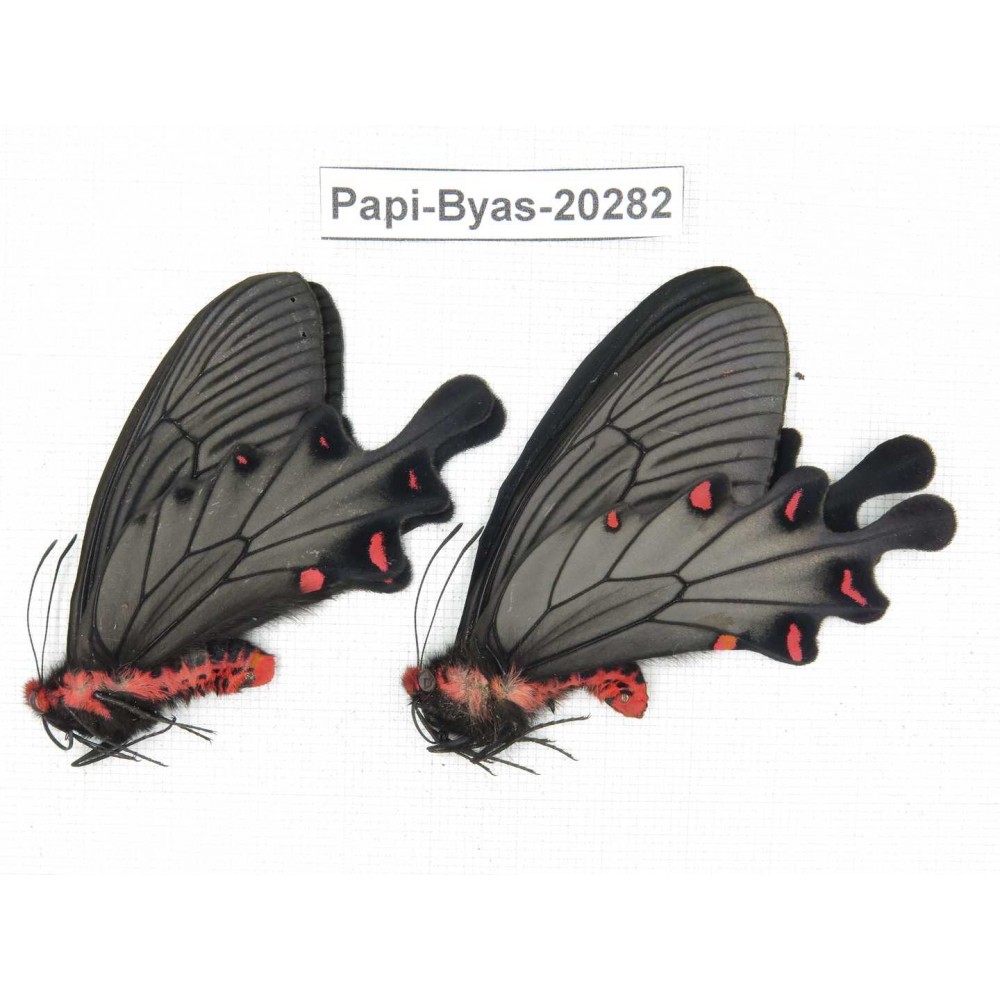 Papi-Byas-20282